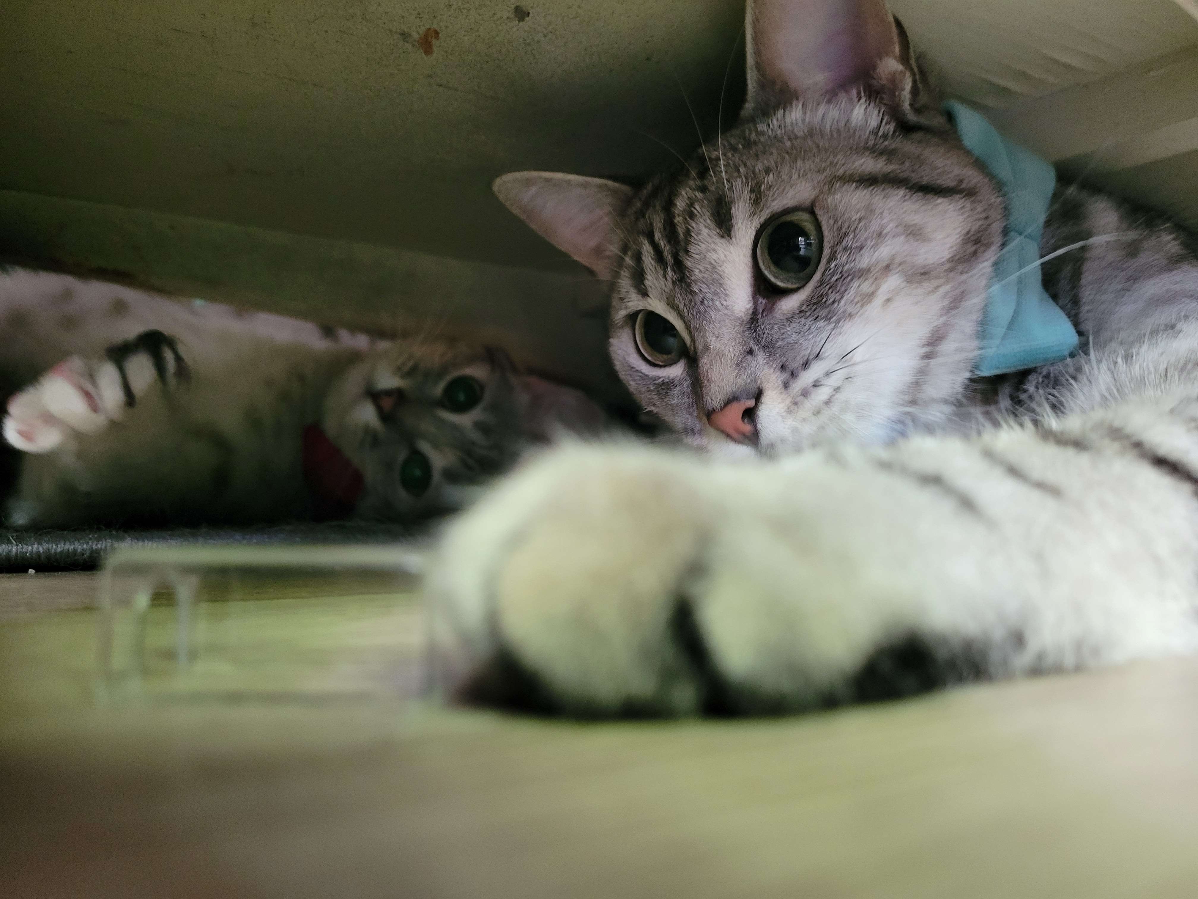 Abigail Regan - Software Engineer