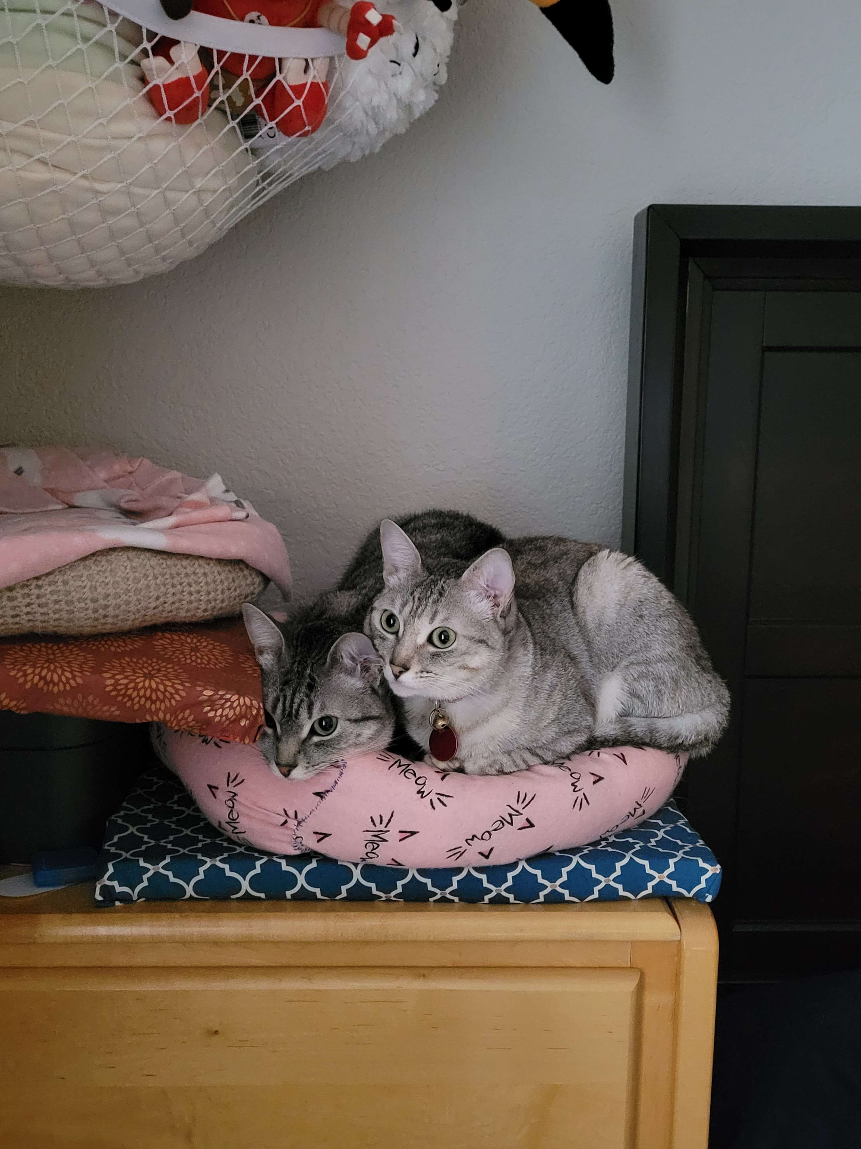 Abigail Regan - Software Engineer